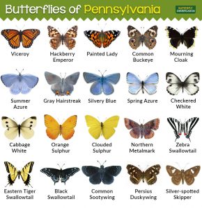 Types of Butterflies in Pennsylvania