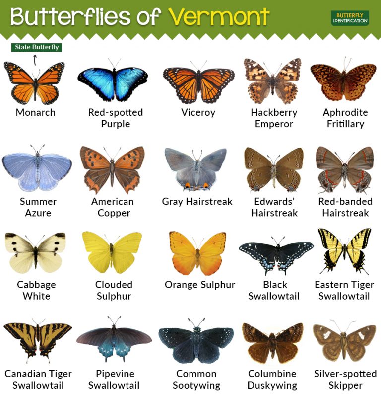 Types of Butterflies in Vermont