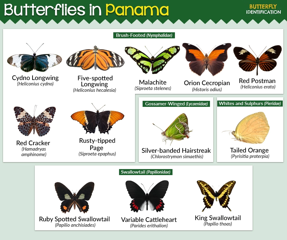 Butterfly List For Cabo San Lucas