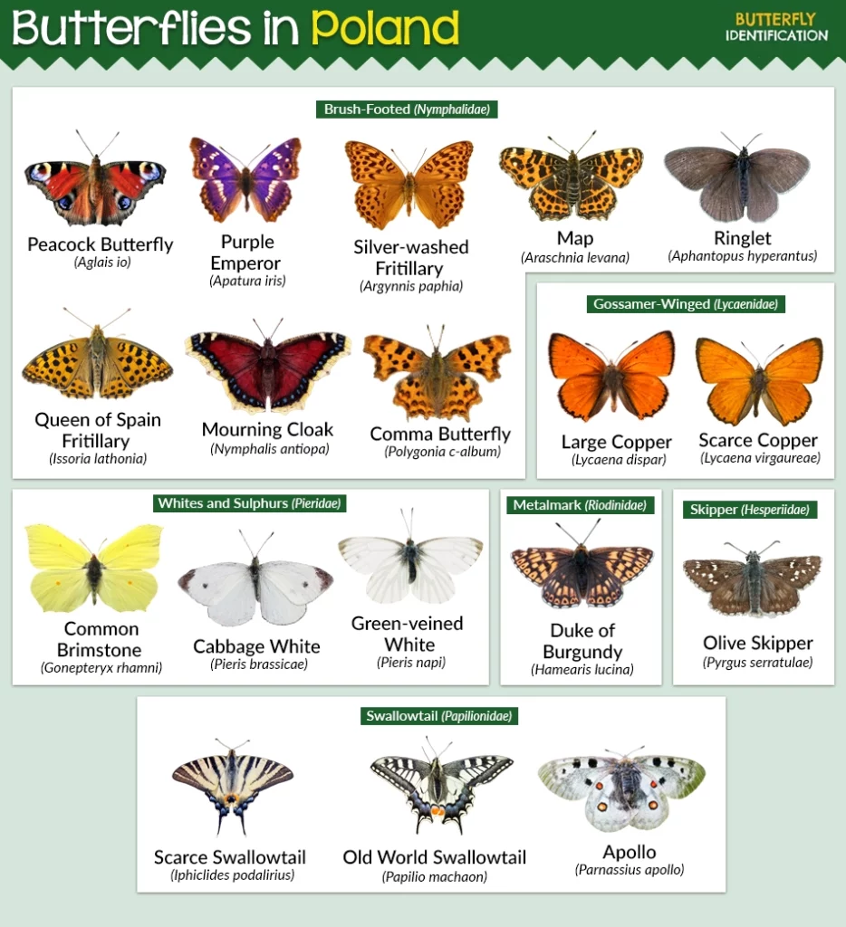 Types of Butterflies in Poland (List With Pictures)